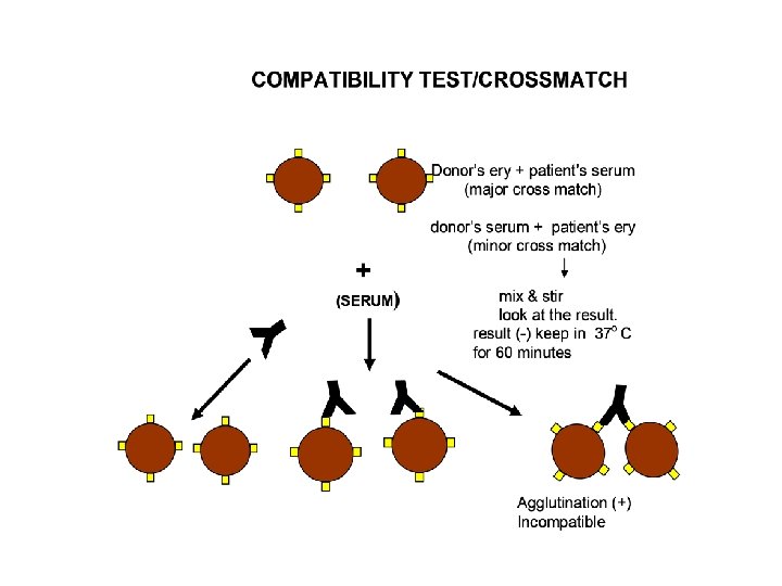 Pemeriksaan Laboratorium Sebelum Transfusi Darah dan Pada Reaksi