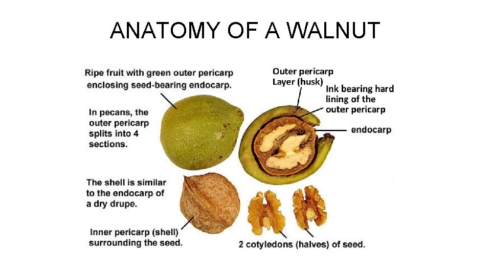 MAKING INK FROM WALNUTS For Colonial Era Letter