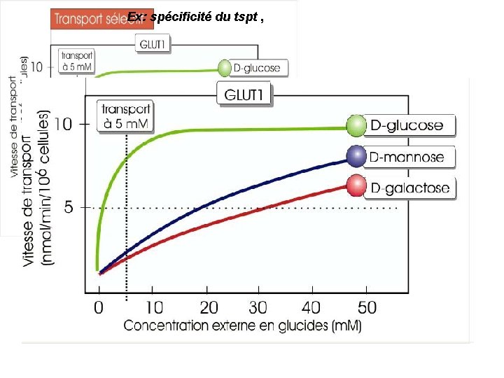 Transport Tspt travers les mb Le tspt slectif
