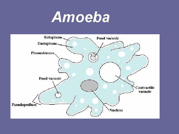 Protist Fungi Bacteria and Lichens Kingdom Monera bacillus
