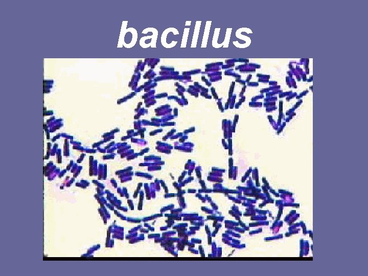 Protist Fungi Bacteria and Lichens Kingdom Monera bacillus