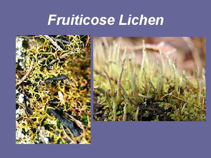 Protist Fungi Bacteria and Lichens Kingdom Monera bacillus