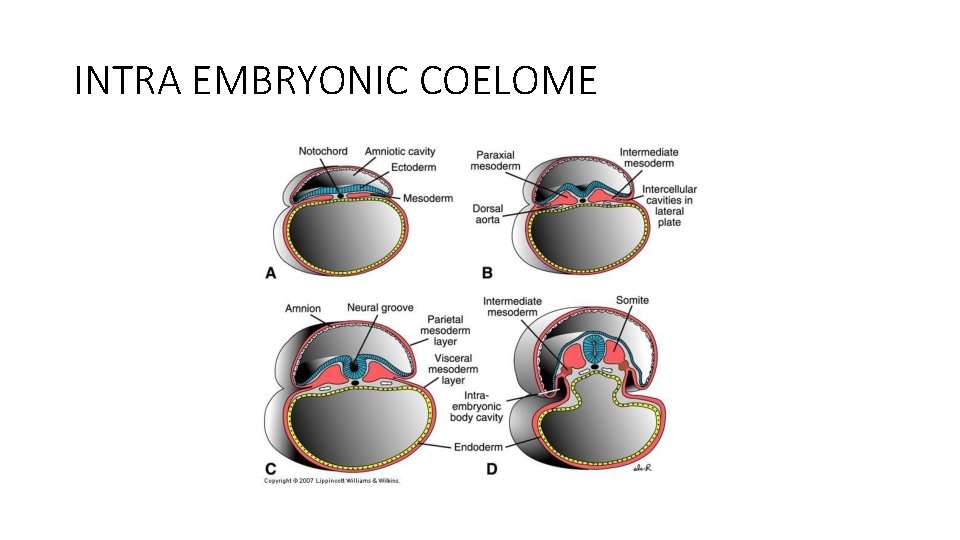 GENERAL EMBRYOLOGY Dr Shivarama Bhat EVENTS DIFFERENTIATION OF