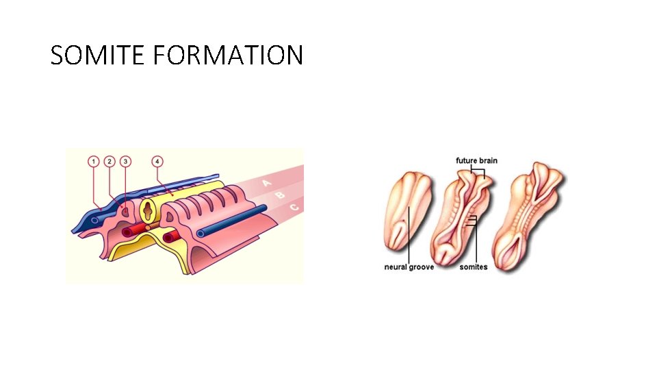 GENERAL EMBRYOLOGY Dr Shivarama Bhat EVENTS DIFFERENTIATION OF