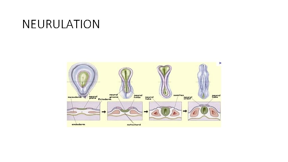 GENERAL EMBRYOLOGY Dr Shivarama Bhat EVENTS DIFFERENTIATION OF