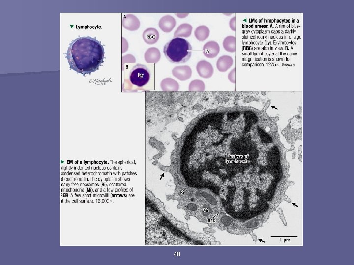 STHI ERITROCITOPOIEZA GRANULOCITOPOIEZA MEGAKARIOCITOPOIEZA ...
