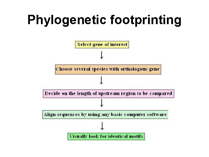 Journal club 062708 Phylogenetic footprinting A technique used