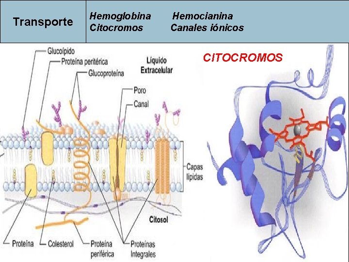 ESTRUCTURA DE PROTENAS Protenas Biopolmeros 50 peso seco