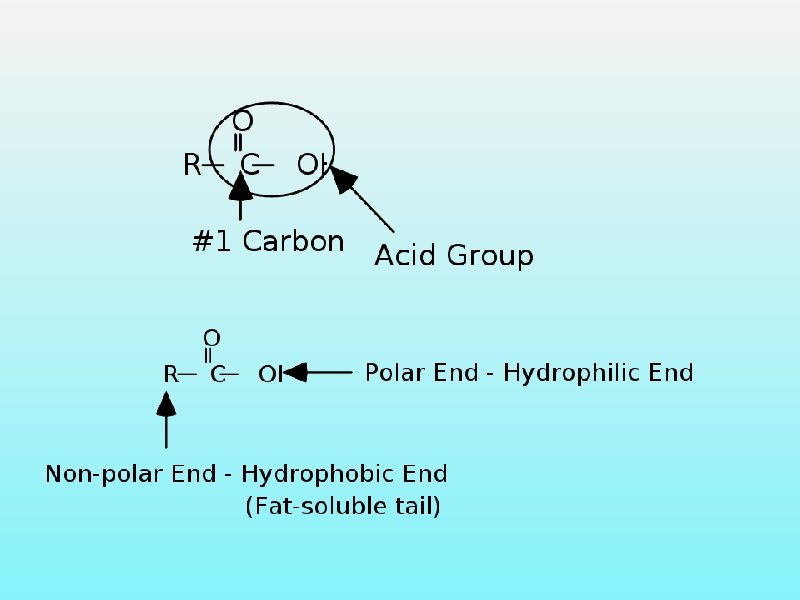 Department of Biochemistry Foundation Module Phase 1 Lipids