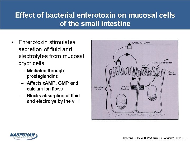 Acute Diarrhea Shajia Shelby MD Anna Trauernicht MD