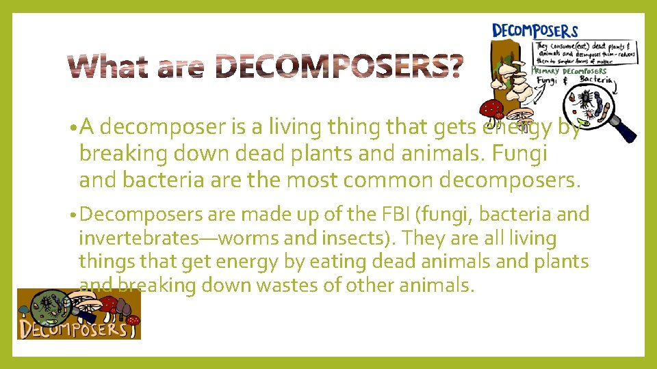 What are Producers Consumers and DECOMPOSERS What are
