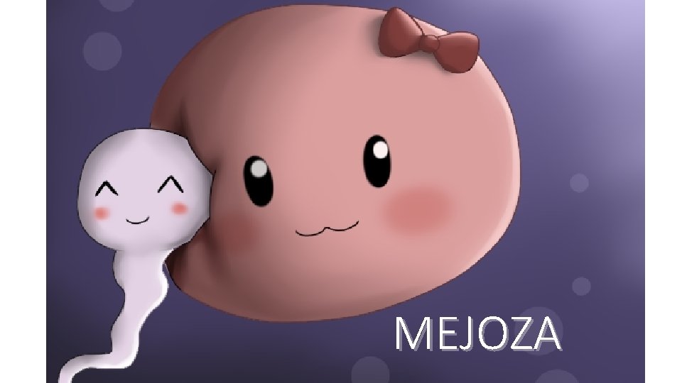 MEJOZA MEJOZA redukcijska dioba kojom od diploidnih 2