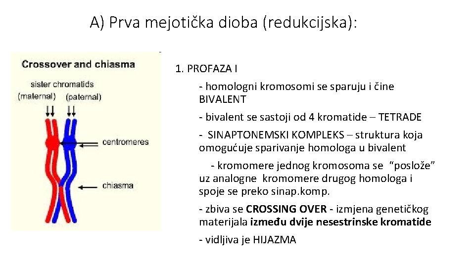 MEJOZA MEJOZA redukcijska dioba kojom od diploidnih 2