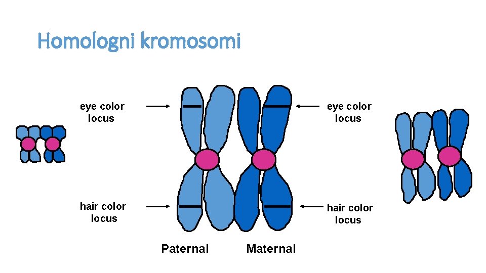 MEJOZA MEJOZA redukcijska dioba kojom od diploidnih 2