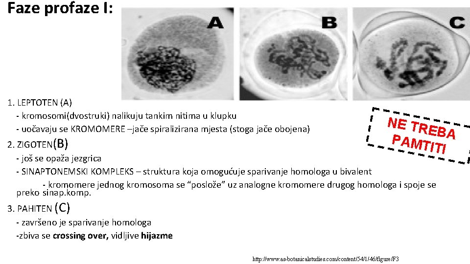 MEJOZA MEJOZA redukcijska dioba kojom od diploidnih 2