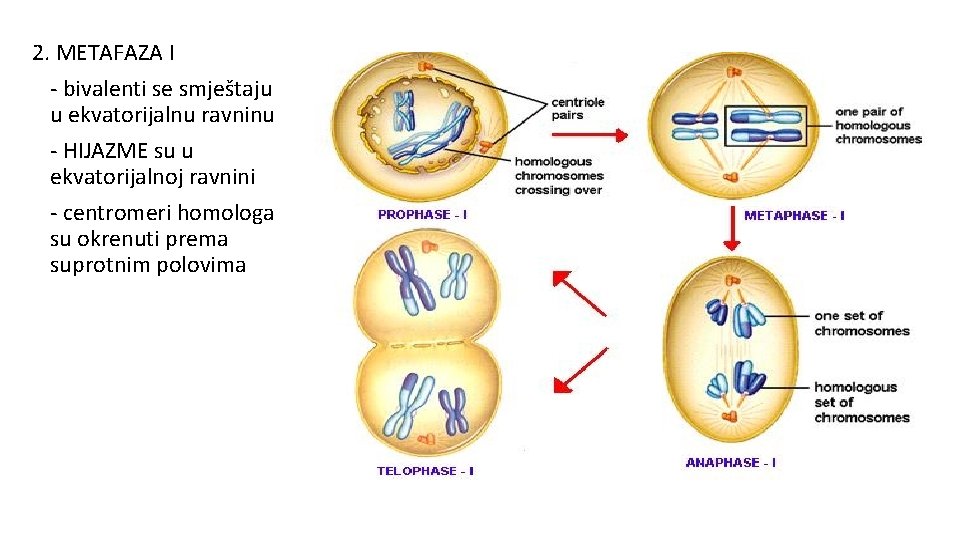 MEJOZA MEJOZA redukcijska dioba kojom od diploidnih 2