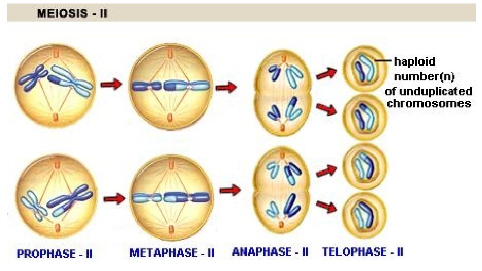 MEJOZA MEJOZA redukcijska dioba kojom od diploidnih 2