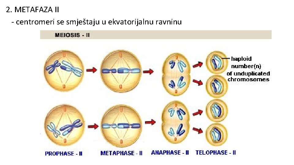 MEJOZA MEJOZA redukcijska dioba kojom od diploidnih 2