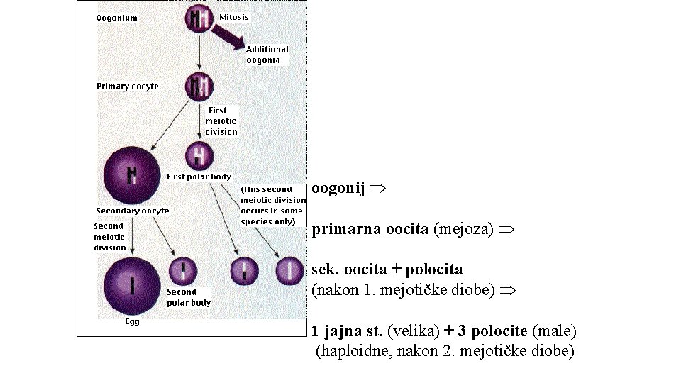 MEJOZA MEJOZA redukcijska dioba kojom od diploidnih 2