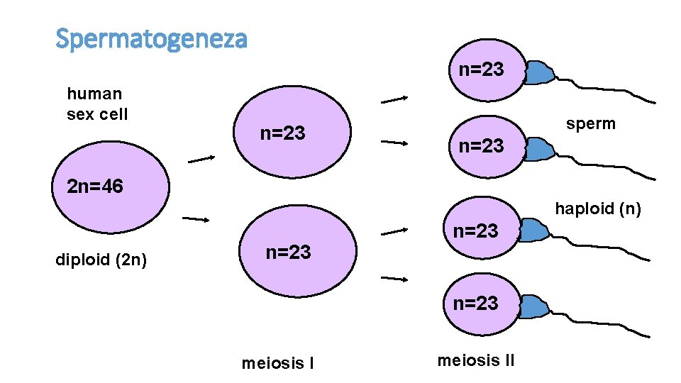 MEJOZA MEJOZA redukcijska dioba kojom od diploidnih 2