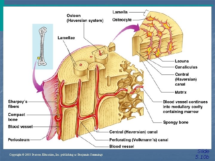 SKELETAL SYSTEM COMPOSED OF Bones Cartilage Joints Ligaments