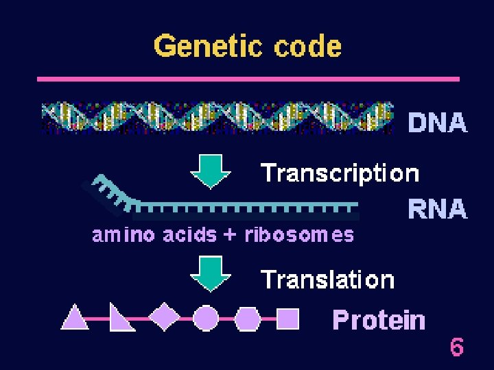 Detection of point mutation in gene for LDL