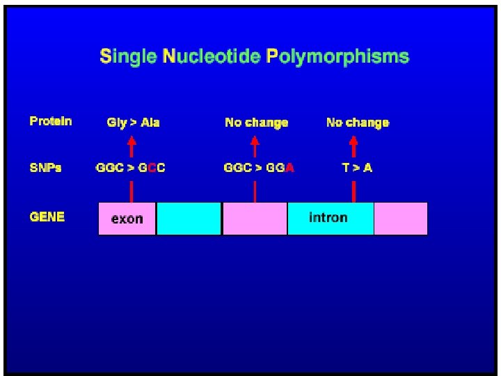 Detection of point mutation in gene for LDL