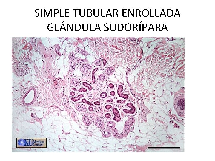 Histologa Laboratorio 3 Glndulas epitelios glandulares Glndulas exocrinas
