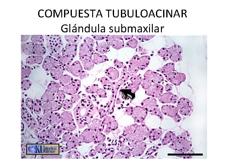 Histologa Laboratorio 3 Glndulas epitelios glandulares Glndulas exocrinas