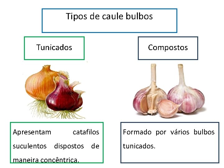 MORFOLOGIA DE CAULE Caule Conceito rgo vegetal portador