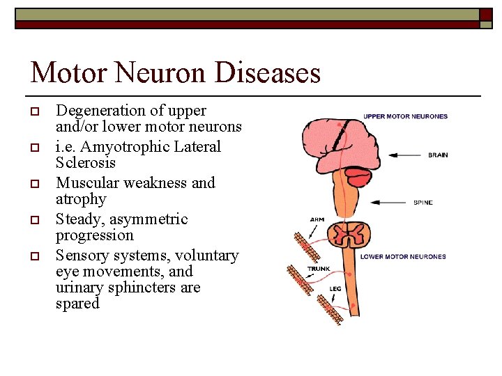 Neuromuscular Disorders disorders of neuromuscular junction motor neuron