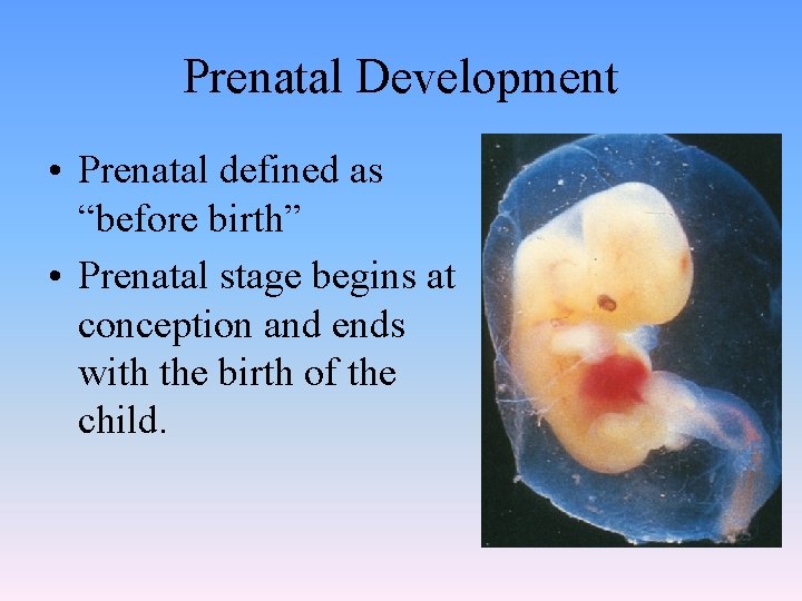 Prenatal and Childhood Development The Beginnings of Life