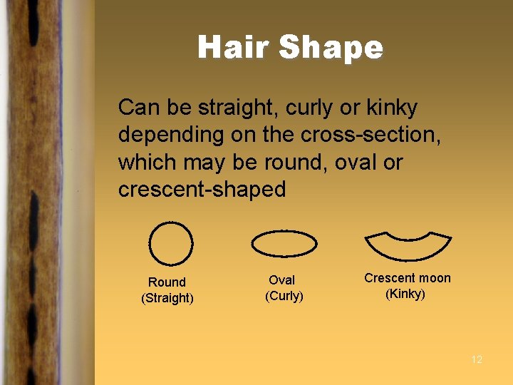 Hair Hair Analysis Students will learn hair is