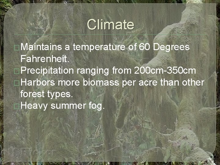 Temperate Rainforest By Rachel Mc Hale and Michael