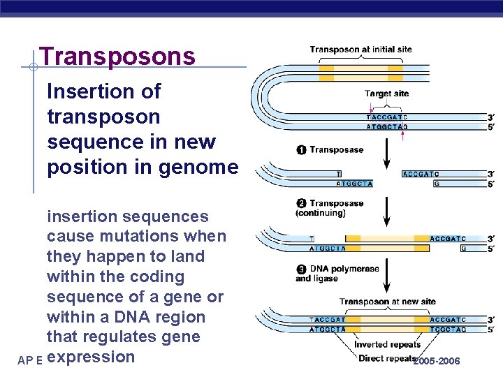Chapter 19 Control of Eukaryotic Genome AP Biology