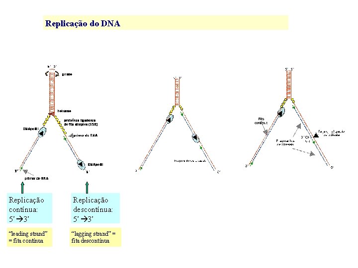 ESTRUTURA E REPLICAO DO DNA 1 A NATUREZA