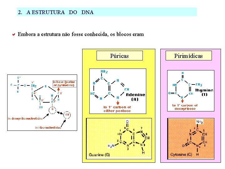 ESTRUTURA E REPLICAO DO DNA 1 A NATUREZA