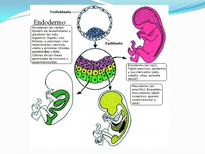 3 er NIVEL MEDIO EMBARAZO O GESTACIN Informarse