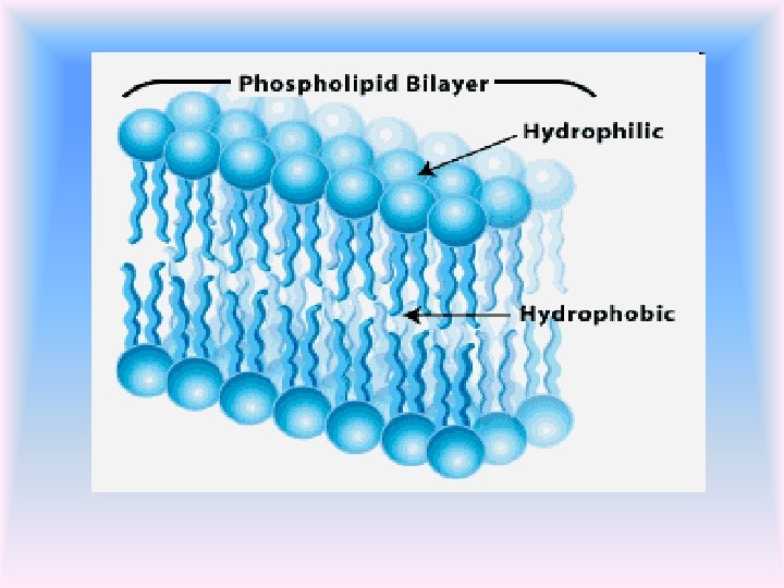 Biological membrane A biological membrane or biomembrane is