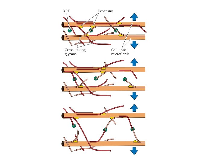 PARETE CELLULARE FUNZIONI DELLA PARETE CELLULARE Conferimento della