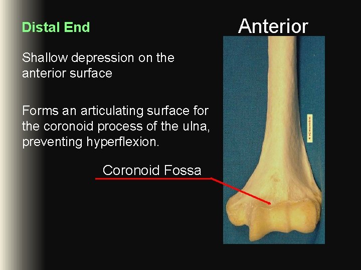 Anatomy of the Humerus and Shoulder 6 3