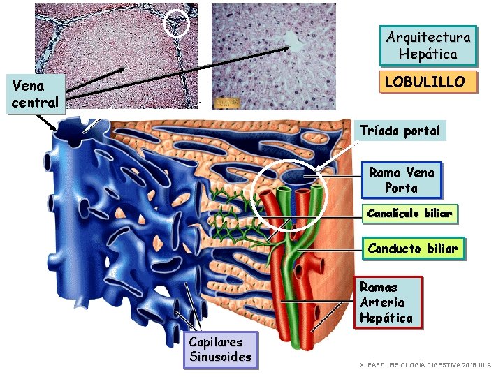Universidad de los Andes FISIOLOGIA para MEDICINA FISIOLOGA