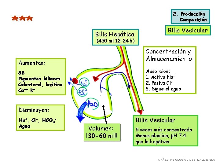 Universidad de los Andes FISIOLOGIA para MEDICINA FISIOLOGA
