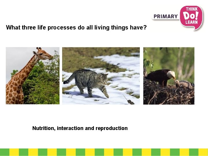natural sciences 3 What living things and nonliving
