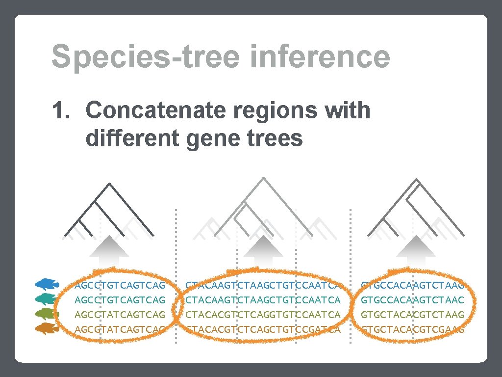Divergencetime estimation with genomewide SNP data Michael Matschiner