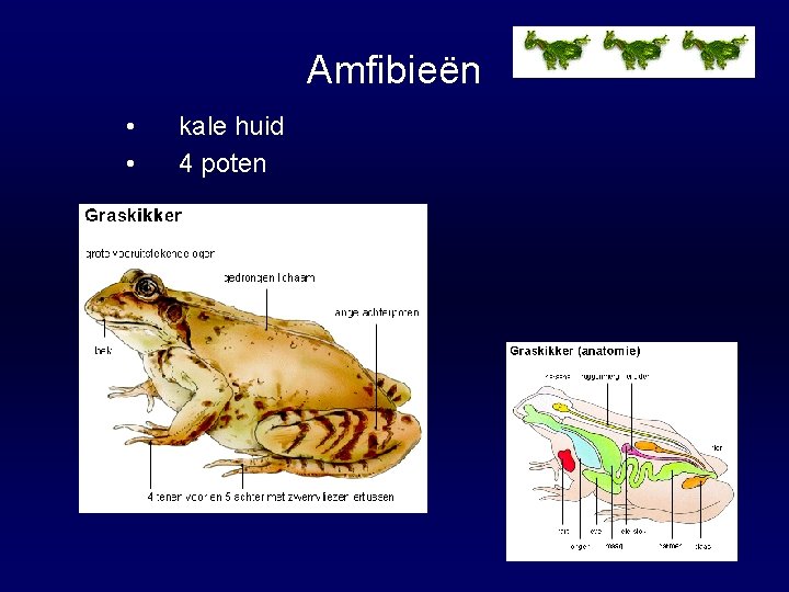 Gewervelde dieren Tweezijdig symmetrisch Gewervelde dieren Inwendig skelet