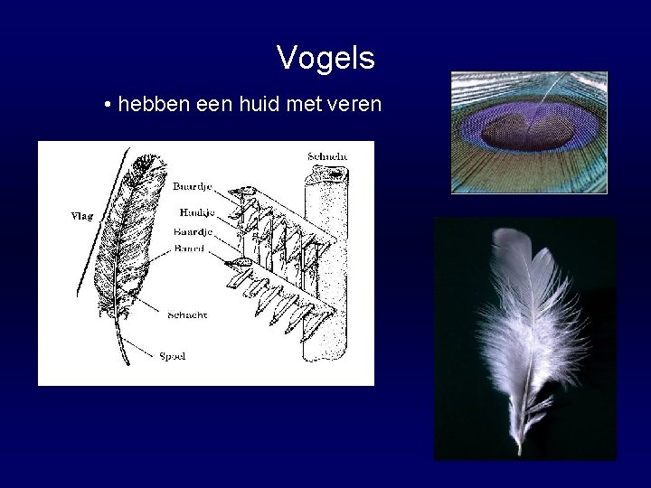 Gewervelde dieren Tweezijdig symmetrisch Gewervelde dieren Inwendig skelet