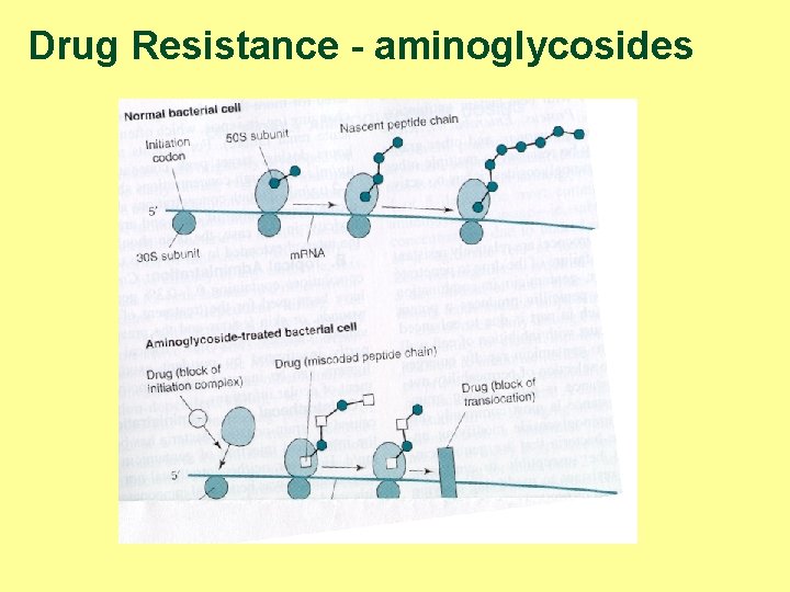 Protein Synthesis Inhibitors Tetracyclines Macrolides Chloramphenicol ...