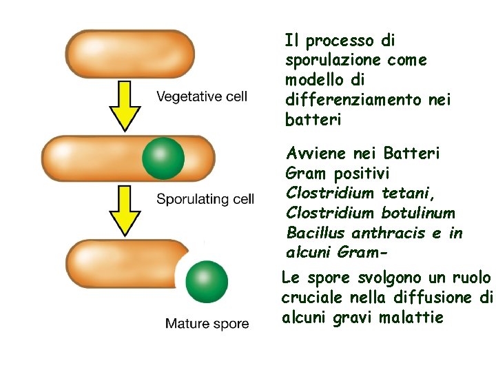 Il processo di sporulazione come modello di differenziamento