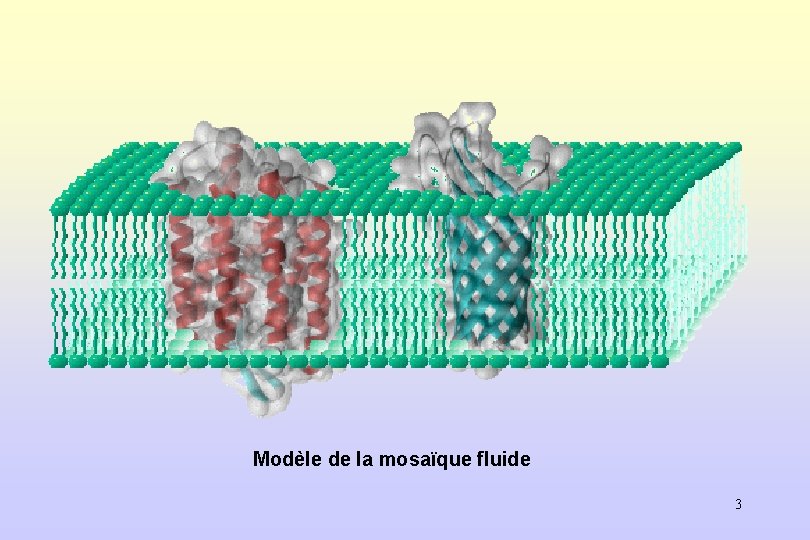Chapitre 2 ABSORPTION DES SUBSTANCES TOXIQUES 1 1